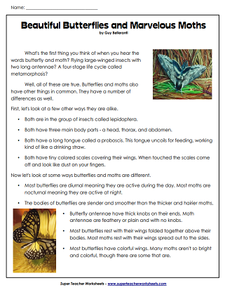Butterfly Life Cycle
